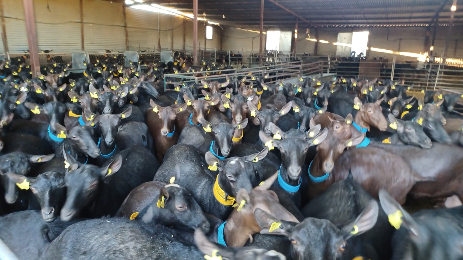 ASAJA Alacant alerta la falta d'aliments per als animals a causa de la ...
